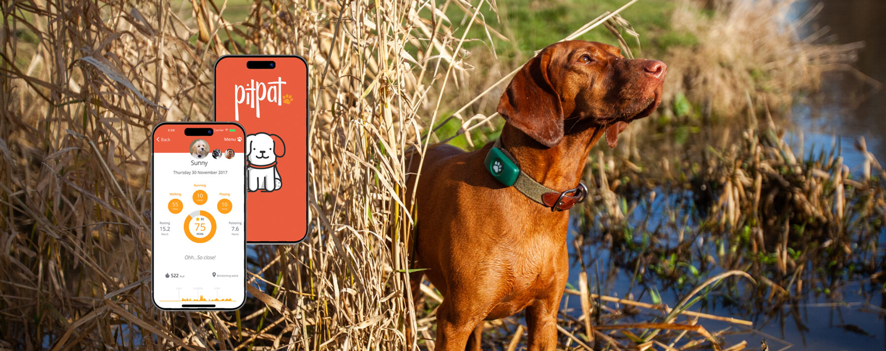 PitPat: Designing a Robust Dog Activity Monitor | PDD